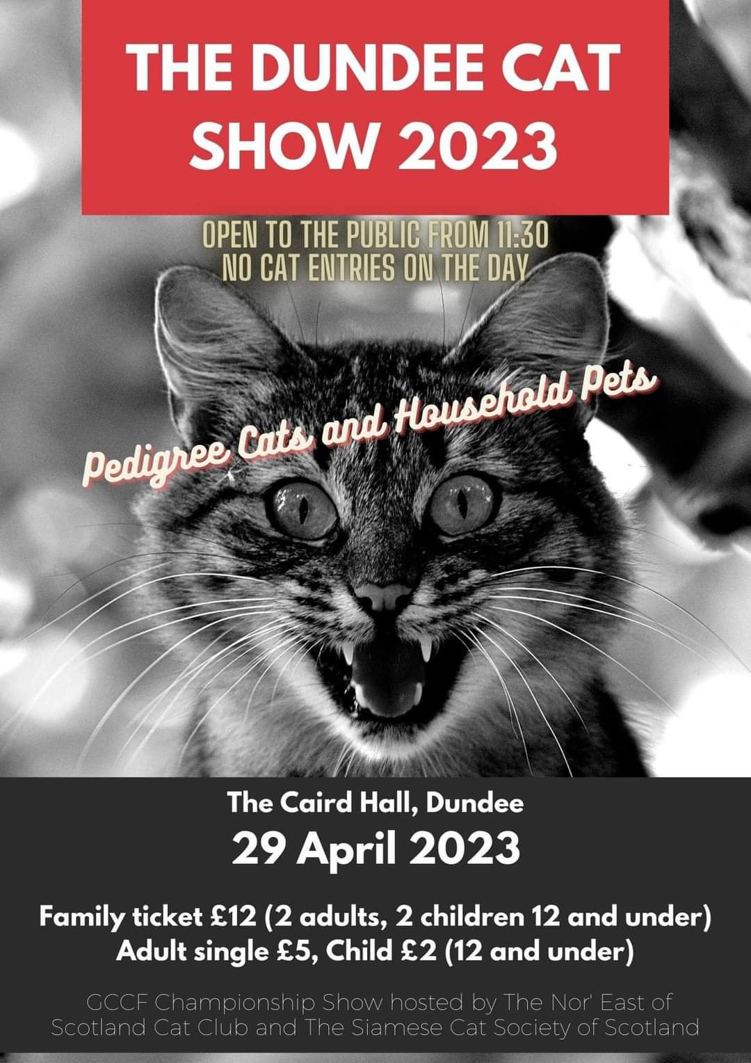Dundee Cat Show 29th April 2023 – Faith’s Treasures